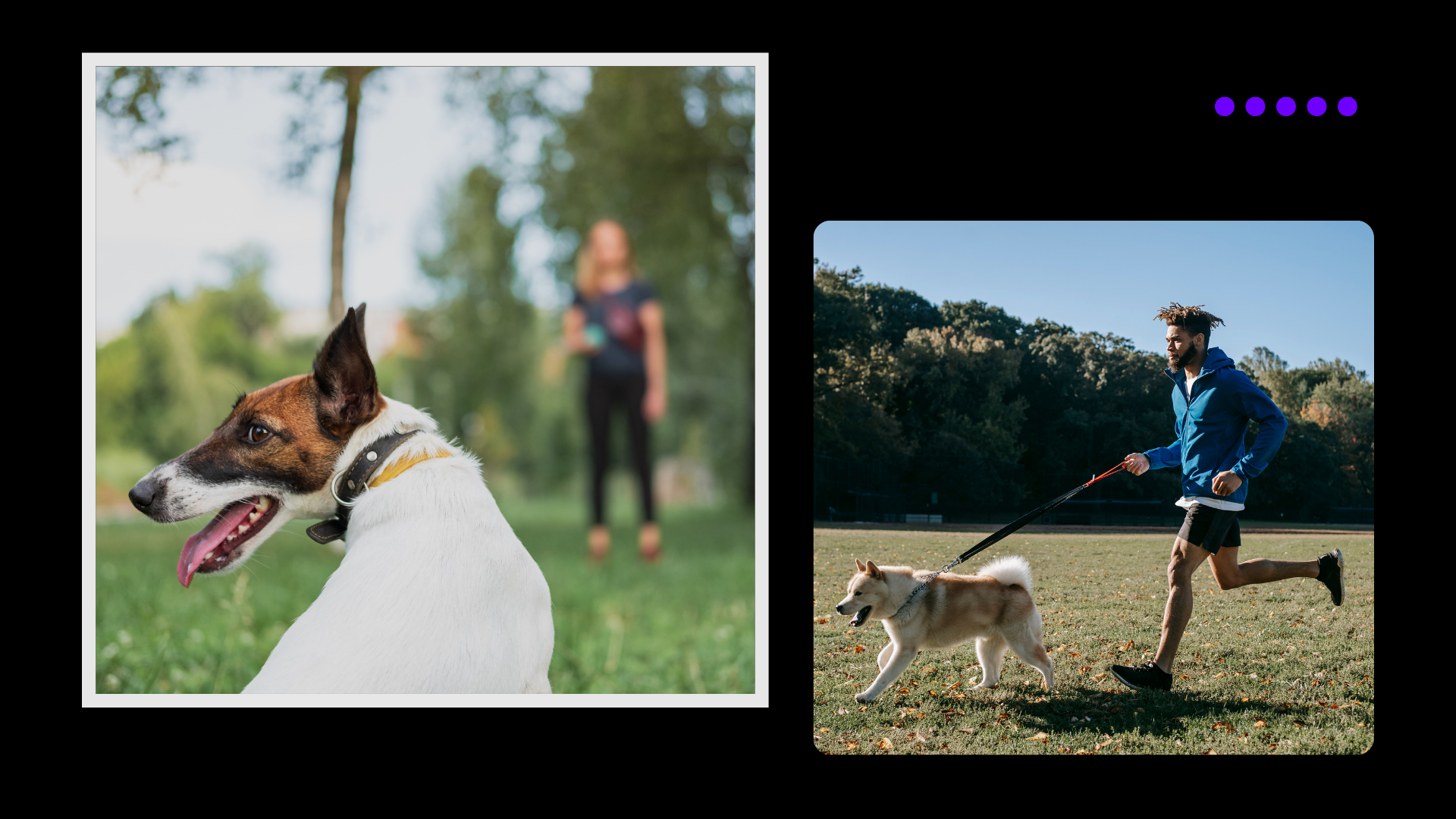 Marketing My Dog Training Business: Effective Strategies to Attract Pet ...